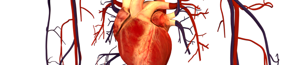 Cardiovascular Physiology, Pharmacology & Safety | 100% Online | CE